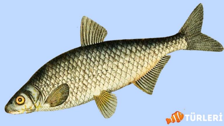 Tatlı Su Balıkları | BalıkTürleri.com