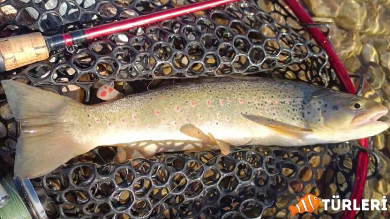 Tatlı Su Balıkları | BalıkTürleri.com